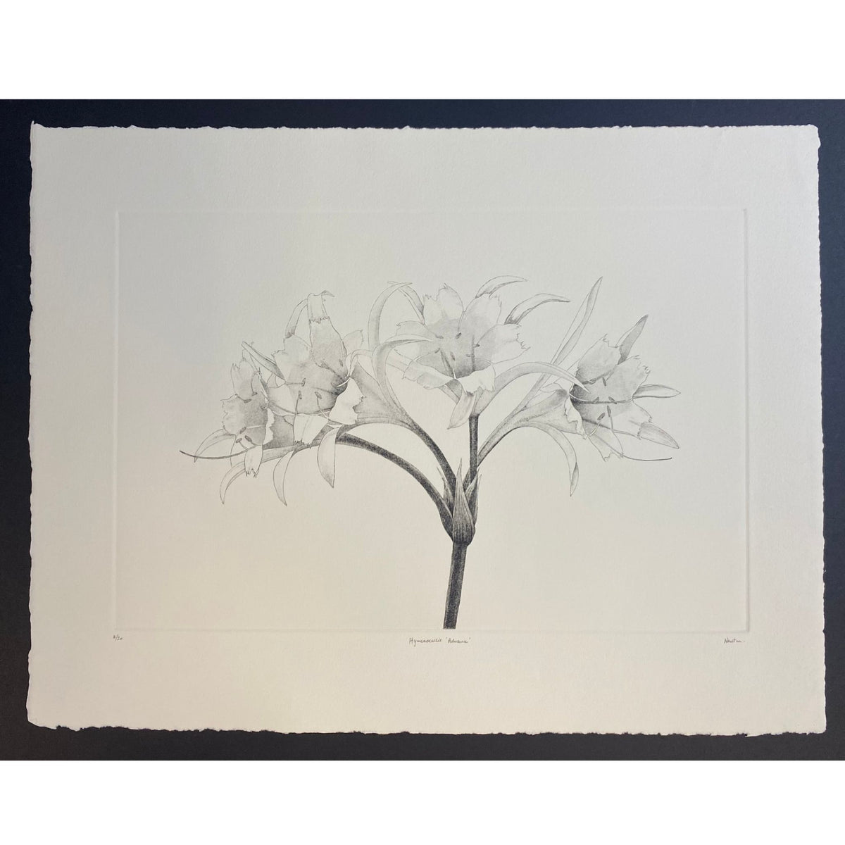 "Hymenocallis 'Advance'"4/20 – Wallack Galleries